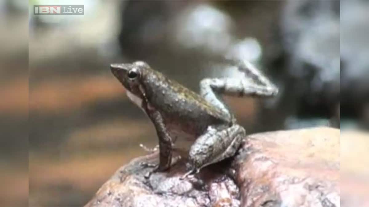 Watch: Newly discovered 'dancing' frogs in Western Ghats are now a ...