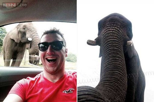 Here's the world's first 'Elphie'! Now elephants join the buzz by ...