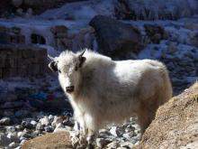 15 unusual hybrid animals that you never knew existed - Photogallery