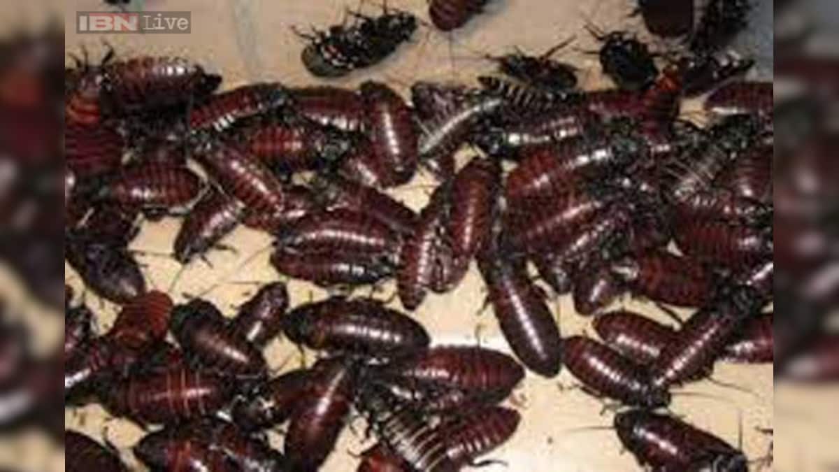 Chinese woman breeds 1,00,000 cockroaches in her home