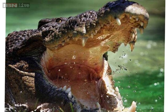 Man snatched in Australian croc attack: police - News18