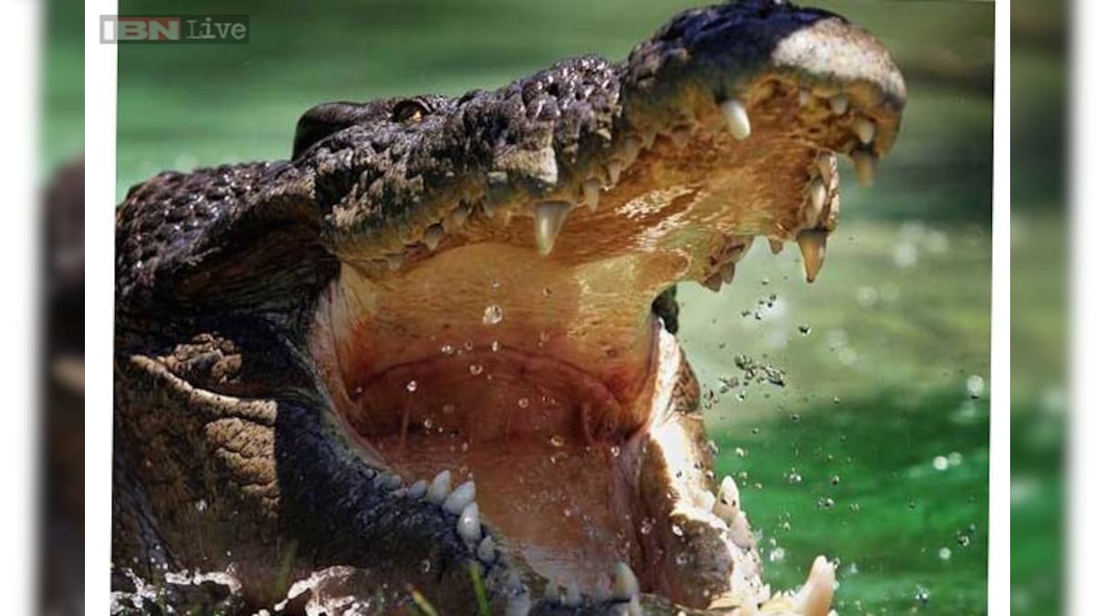 Man snatched in Australian croc attack: police - News18