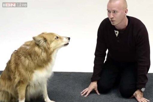 What happens when a human barks at a dog? Watch this funny video of a ...