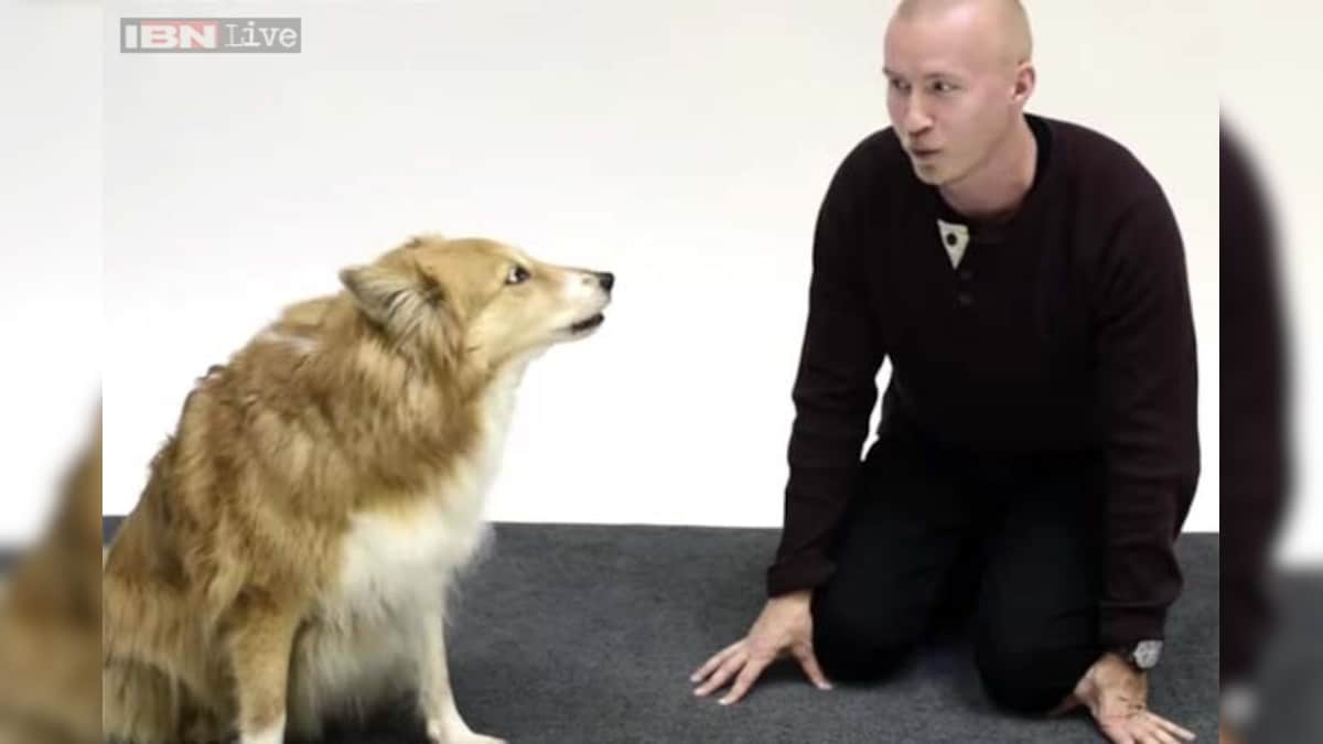 What happens when a human barks at a dog? Watch this funny video of a ...