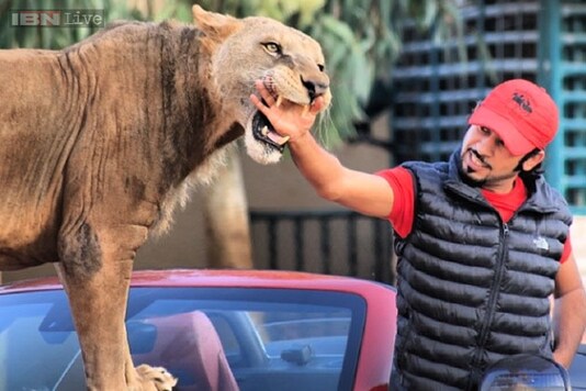 Photos: Meet @humaidalbuqaish - Instagram's fearless Arab lion ...