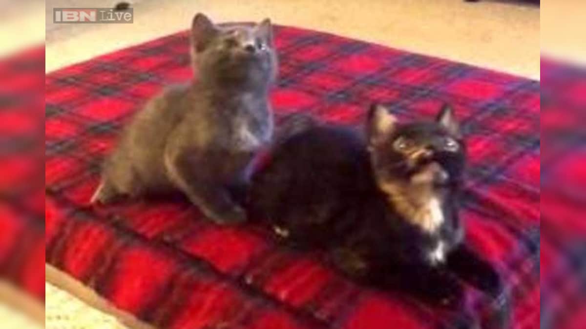 Watch: These two adorable kittens shaking their heads to 'Turn down for ...