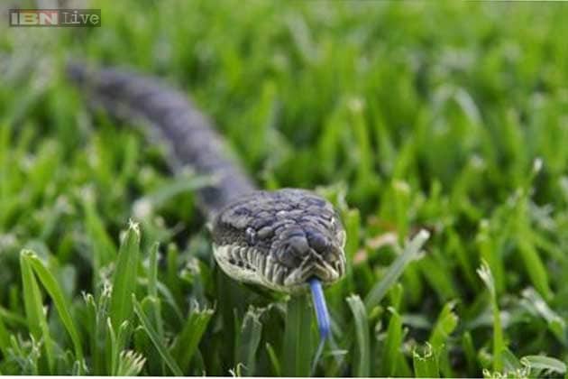 Myanmar struggles to control the snake bite menace in the country