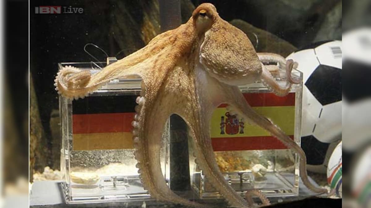 Do you miss Paul the Octopus? Meet the psychic animals predicting the ...