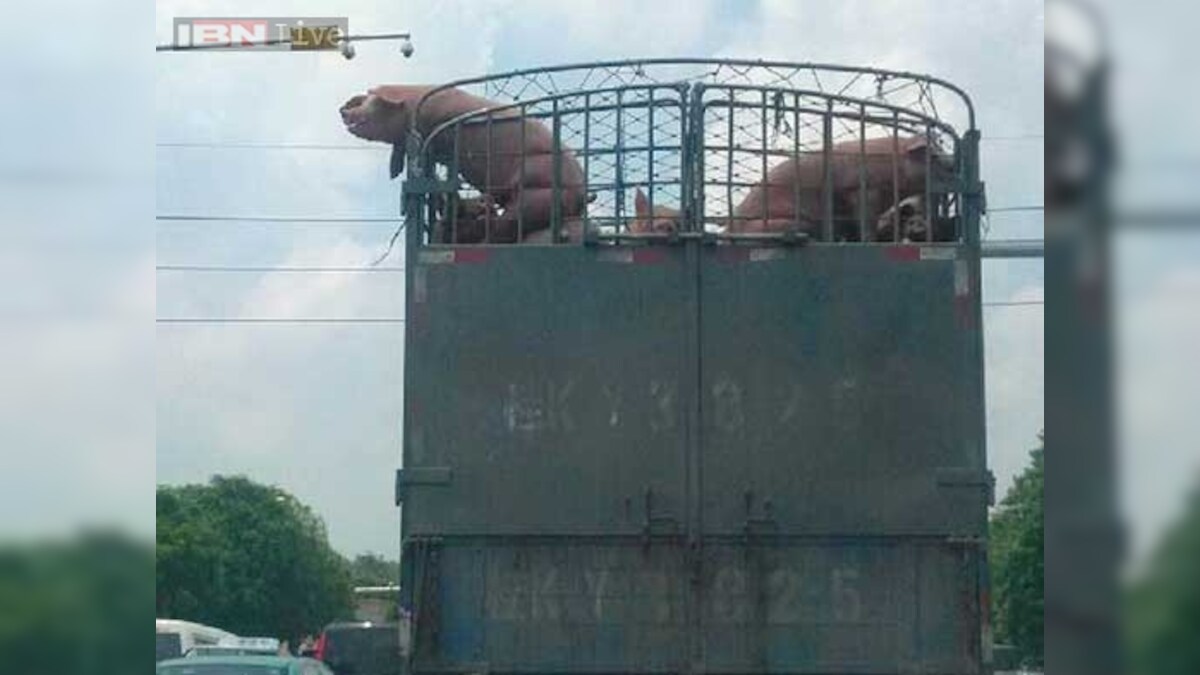 Photos: Viral pictures of a brave pig that jumped off a moving truck to ...