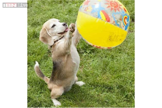 Look who's ready for the FIFA World Cup! Watch the adorable 'Purin the ...