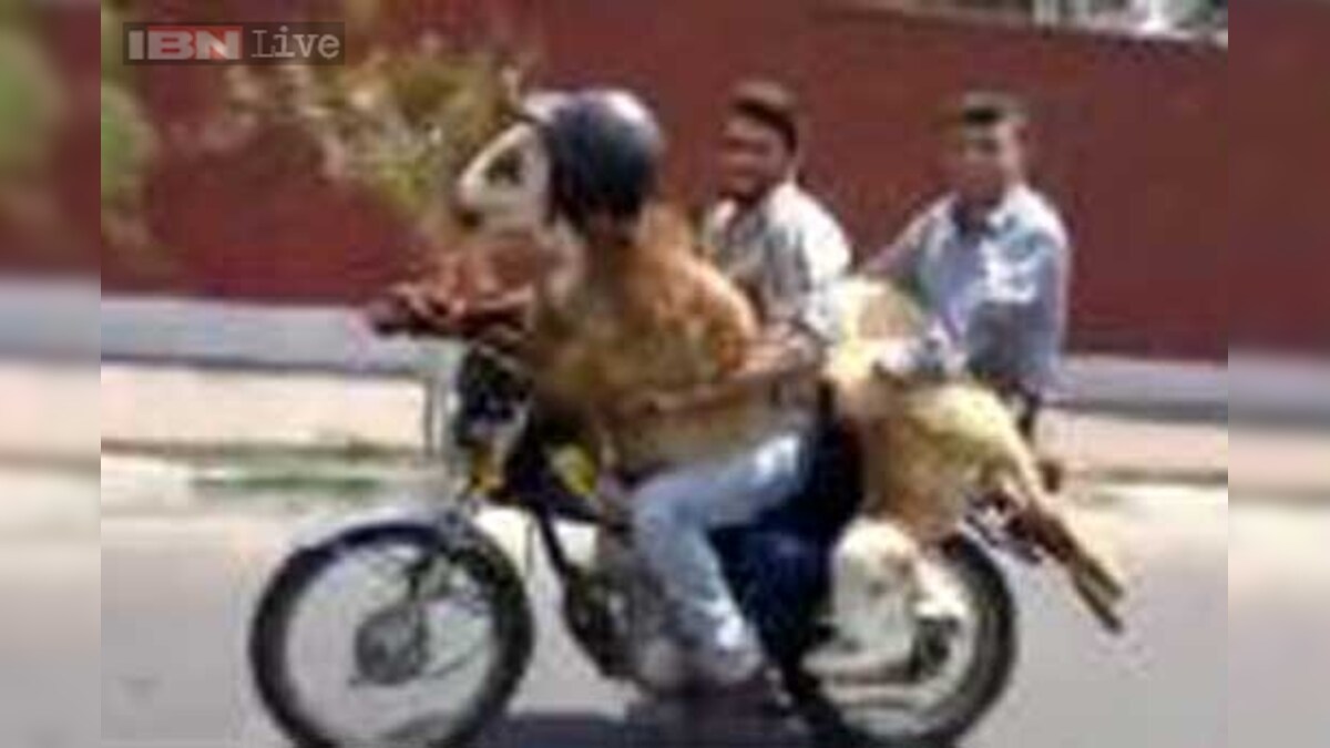Watch: This fearless sheep wearing a helmet enjoys a motorbike ride ...