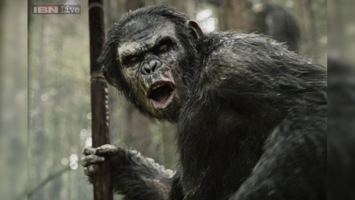 This human watch 'Dawn of the Planet of the Apes'. She like very much ...