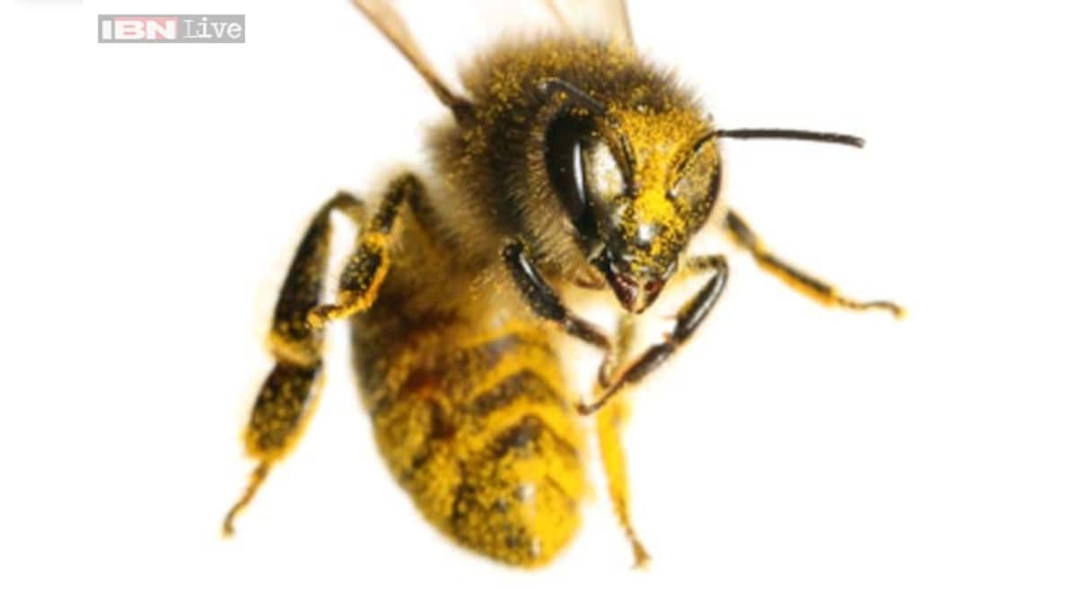 Ouch! Honey bees sting texas man about 1,000 times