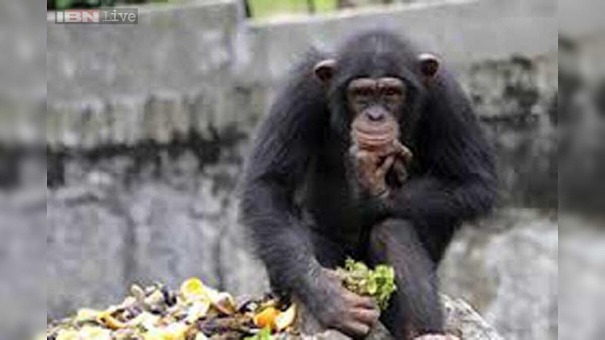 Chimpanzees say 'follow me' through their hand gestures! Researchers ...