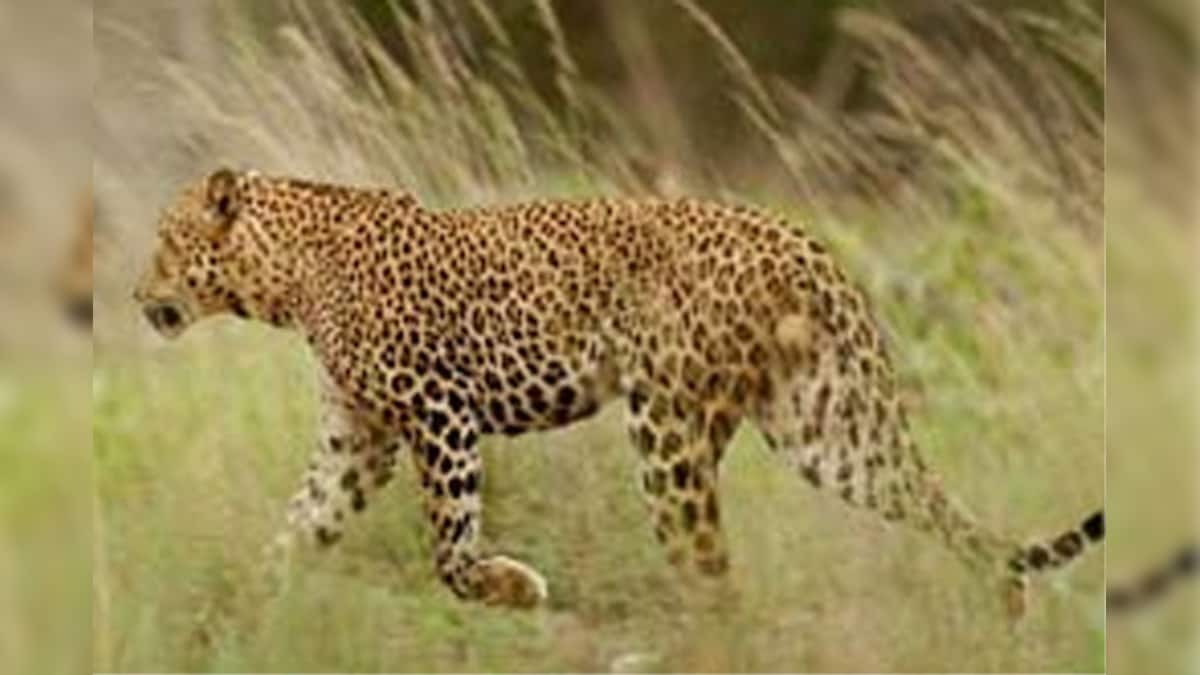 Leopard enters IIT Bombay campus - News18