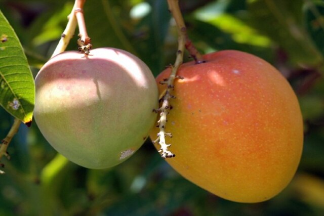Good news for mango lovers, coming soon a seedless variety of 'Aam ...