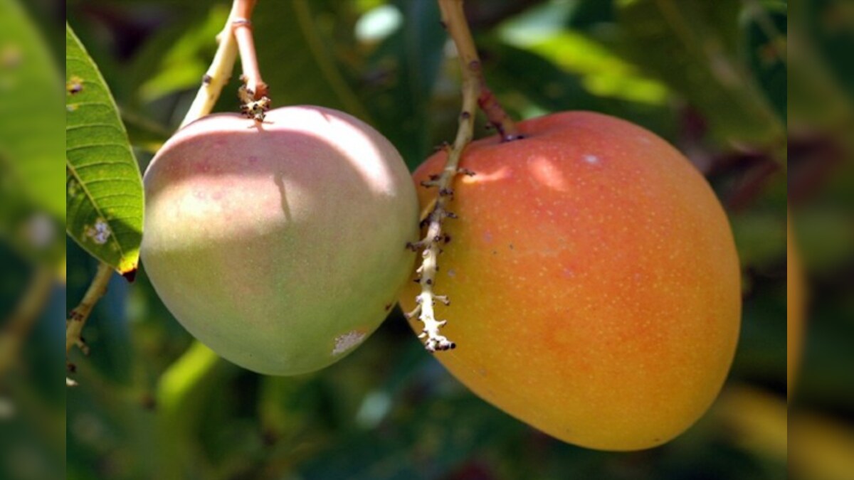 Good news for mango lovers, coming soon a seedless variety of 'Aam'