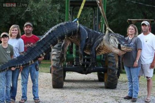 Gigantic 15-feet long, 1k-pound alligator caught by a family in Alabama ...