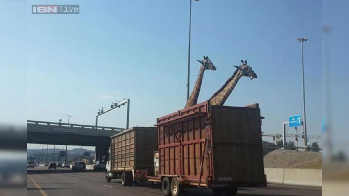 A giraffe died while being transported in a trailer by smashing its ...