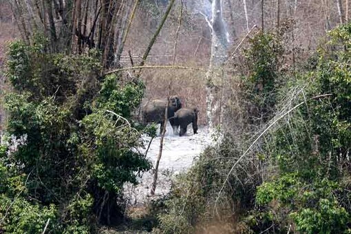 Greenery depleting in Lord Krishna’s land Vrindavan