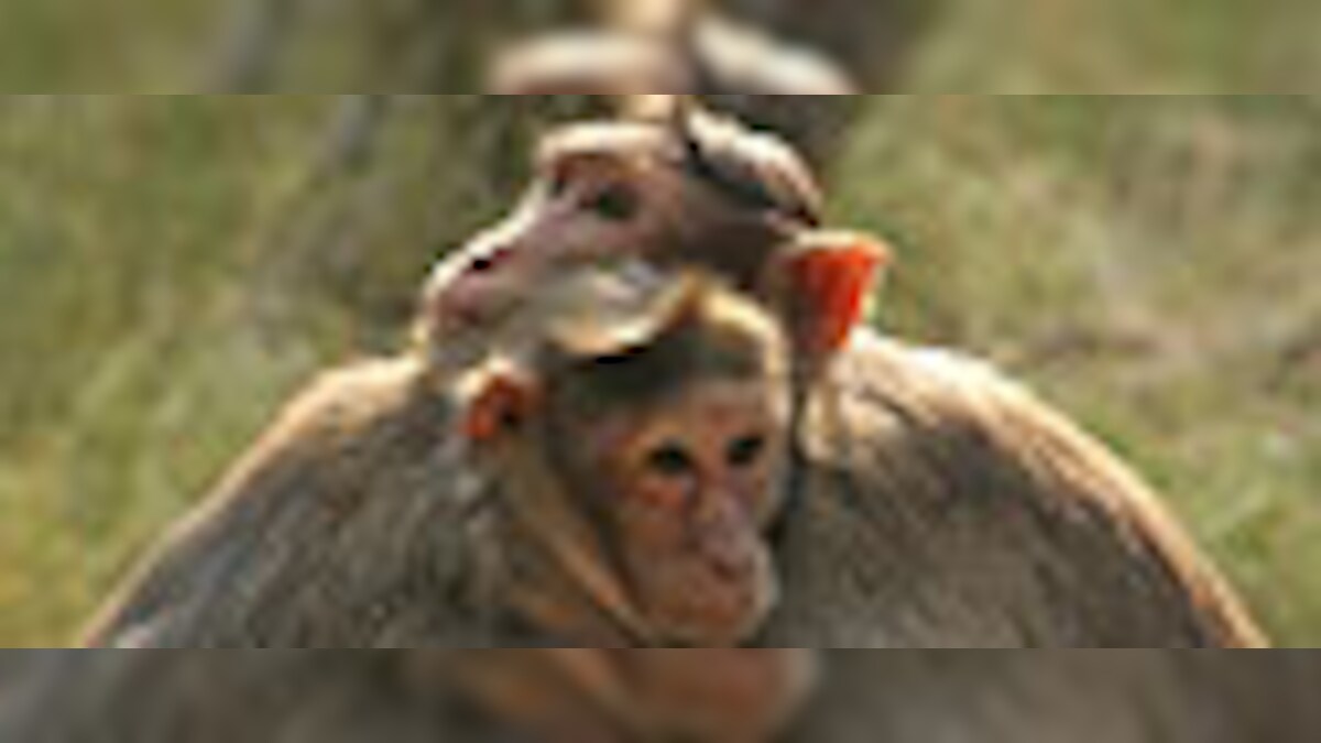 Experimental Ebola drug heals all monkeys in study