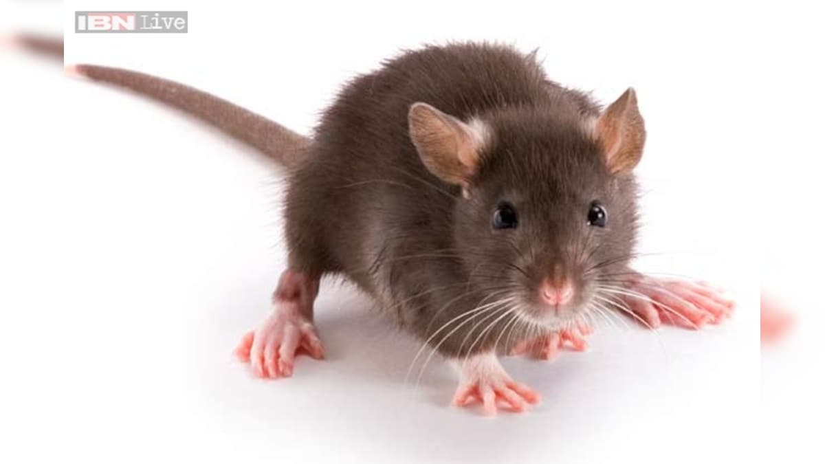 Rats on a plane force Air India to ground aircraft - News18