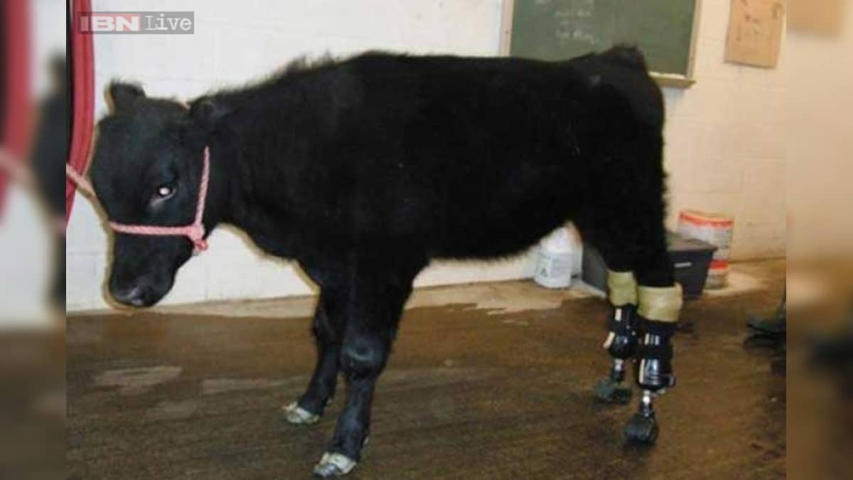 Indian orthotists create artificial limbs for cows!