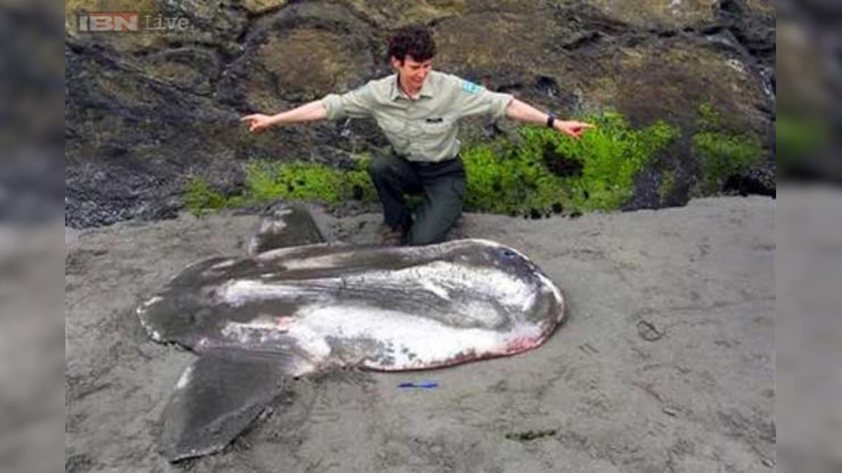 A rare 7-foot ocean sunfish weighing 300 pounds washes up on Washington ...