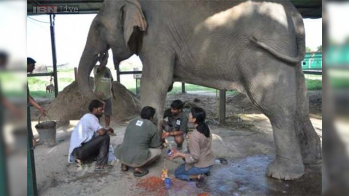 Rescued elephant Phoolkali turns painter with a gallery show: Her ...