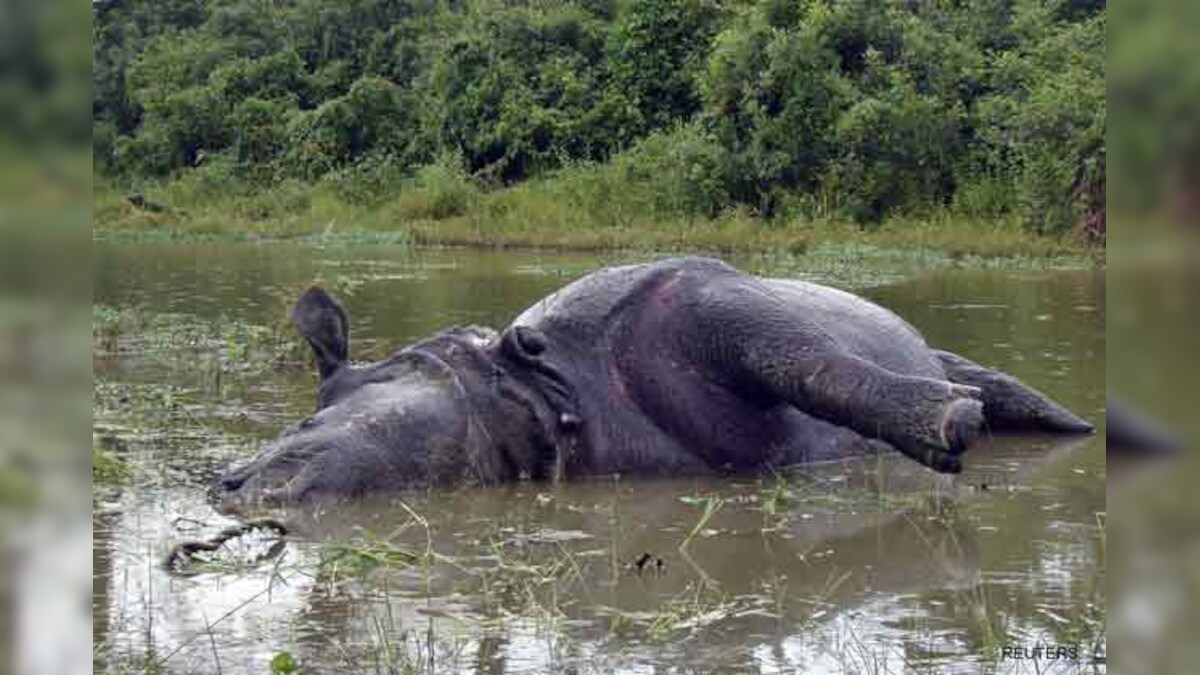 Centre to set up Special Rhino Protection Force in Assam - News18
