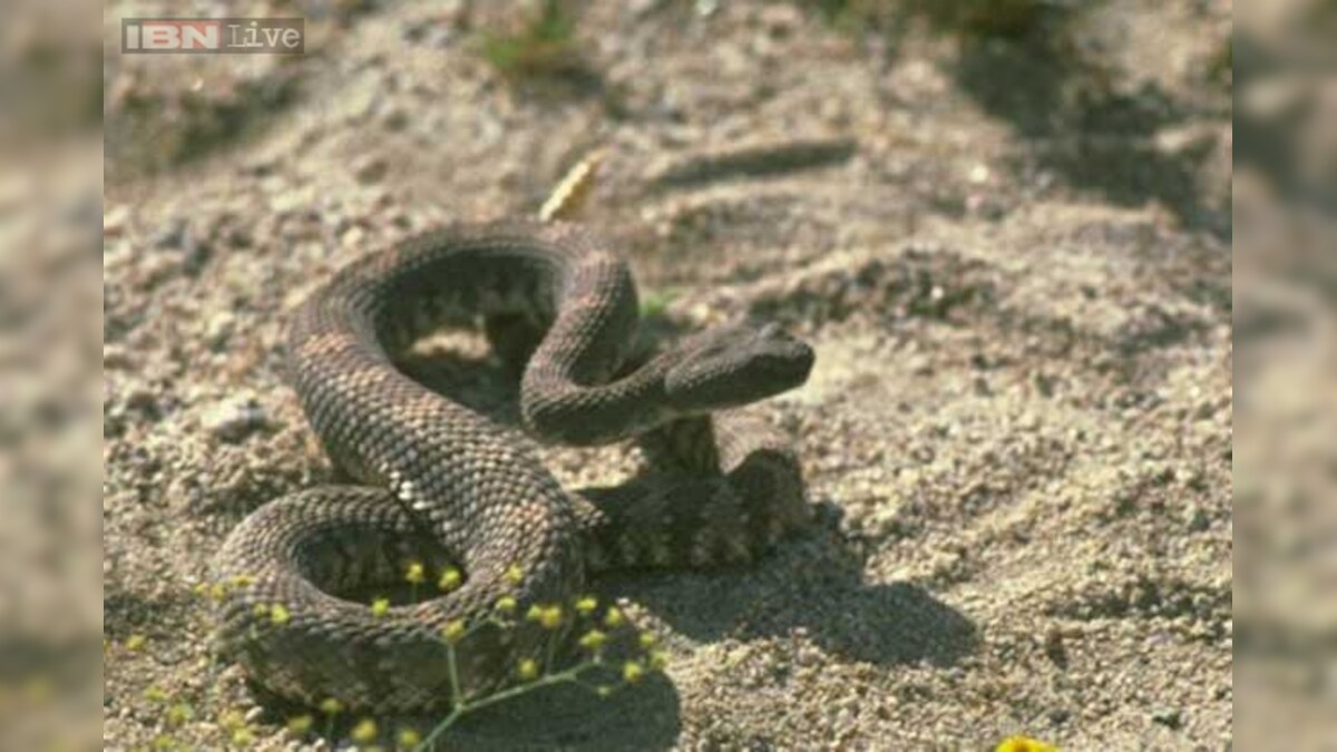 Beware! A snake may be dangerous for hours after its death - News18