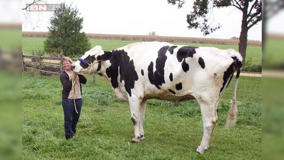 Blosom the 6-foot-4-inch tall pet cow is now the world's tallest bovine ...
