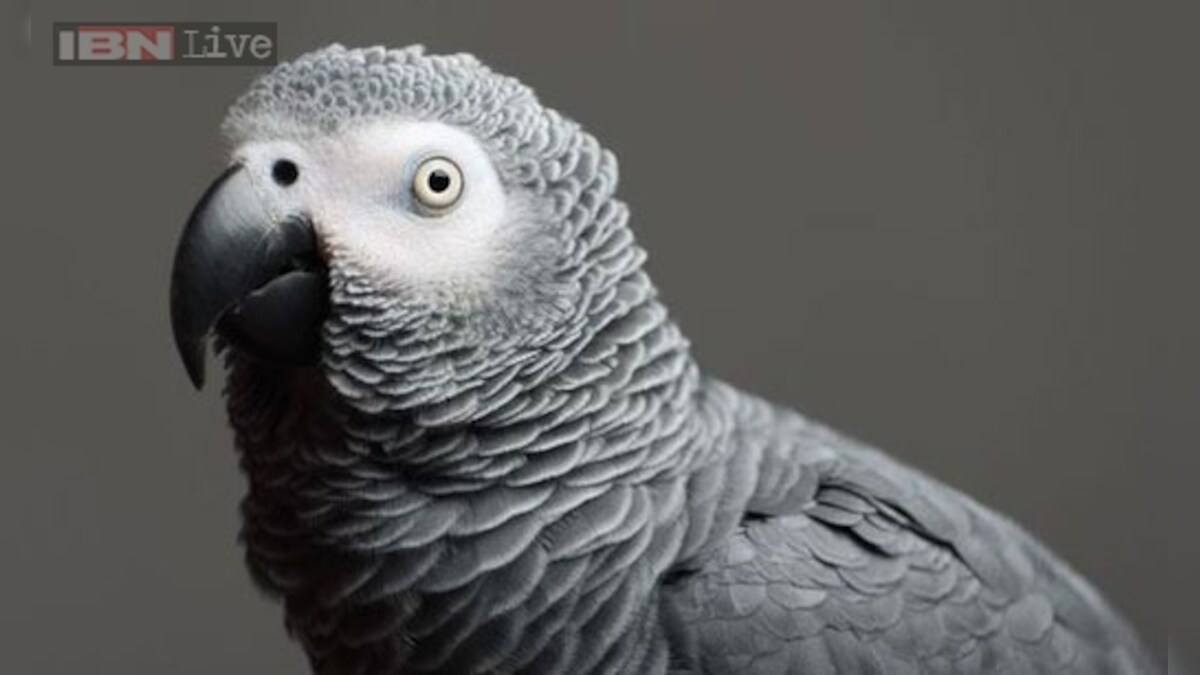 Parrot that spoke with a British accent returns home after four years ...