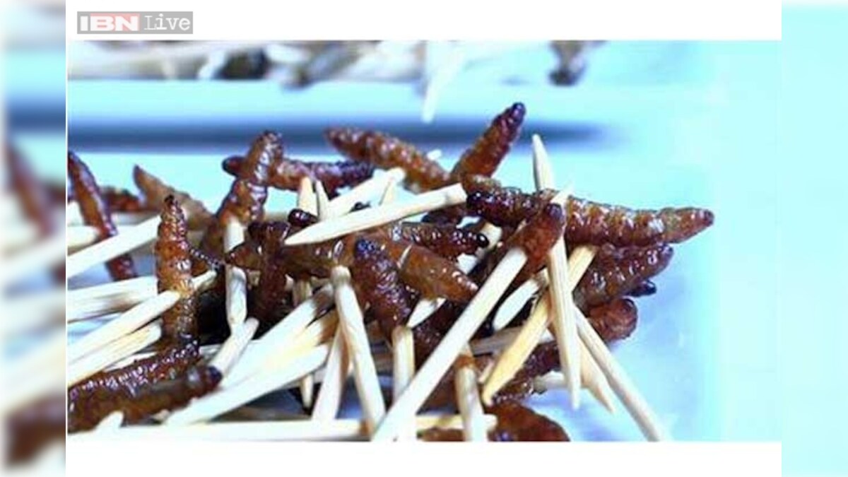 Chocolate-covered bugs served up at insect museum for adventurous ...