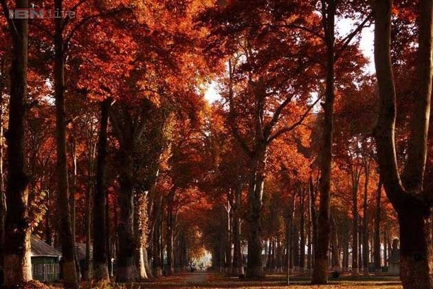 Chinar Quotes