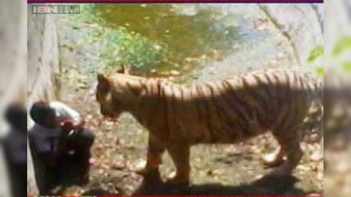Zoo tiger attack: HC notice on plea for compensation