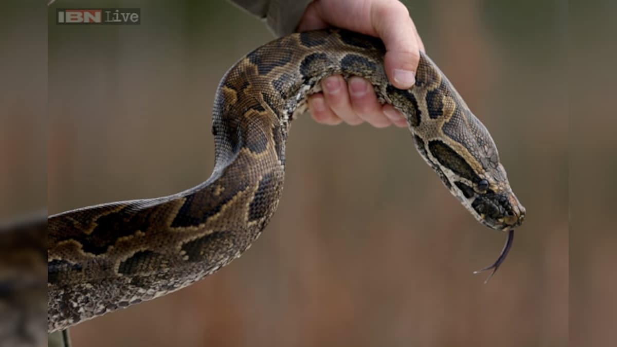 Zimbabwean jailed for nine years for eating python meat! - News18