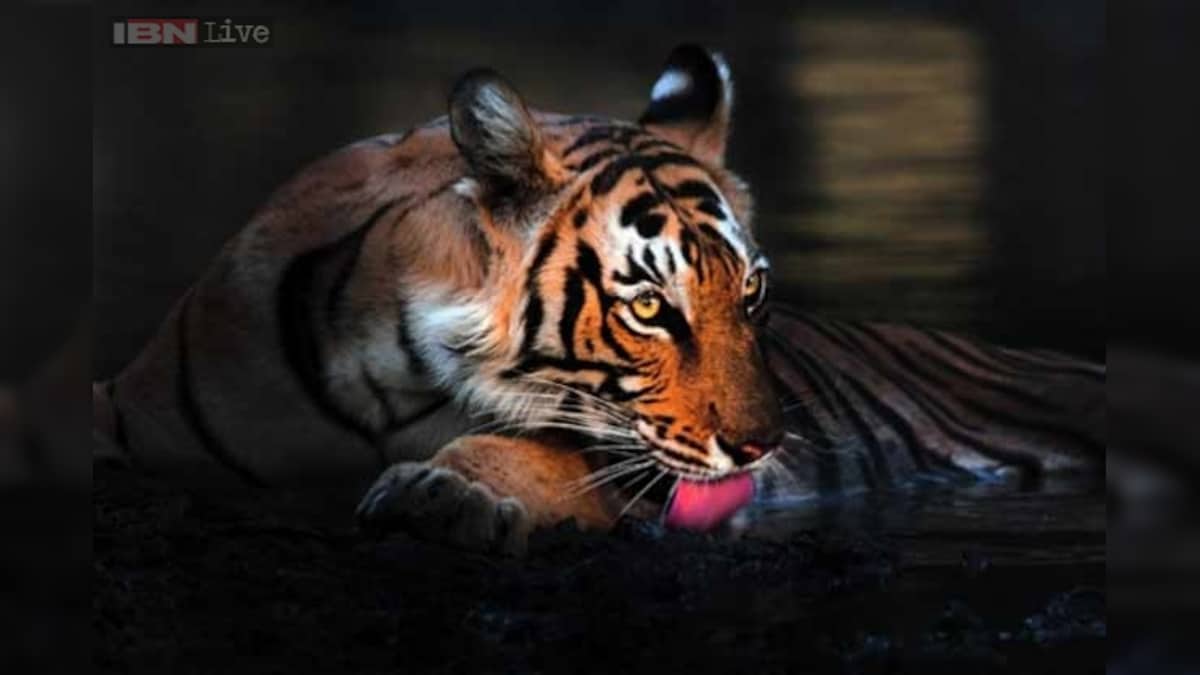 Rise in Tiger number & Special Tiger Protection Force woes - News18