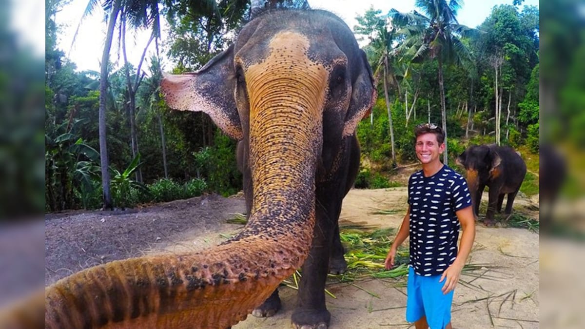 Is this the world's first 'elphie'? How this elephant took a selfie ...
