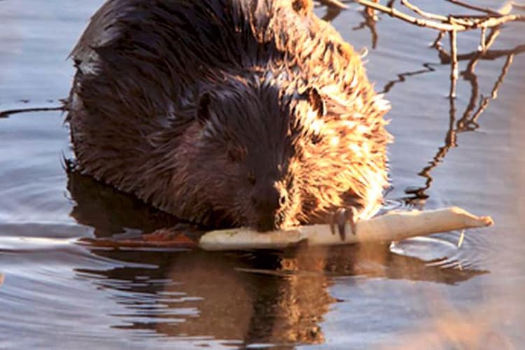 Oregon men hospitalized, recovering after rare beaver attack