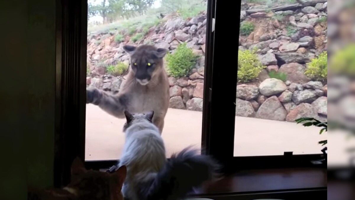 Brave little cat stares down a mountain lion and the video goes crazy ...