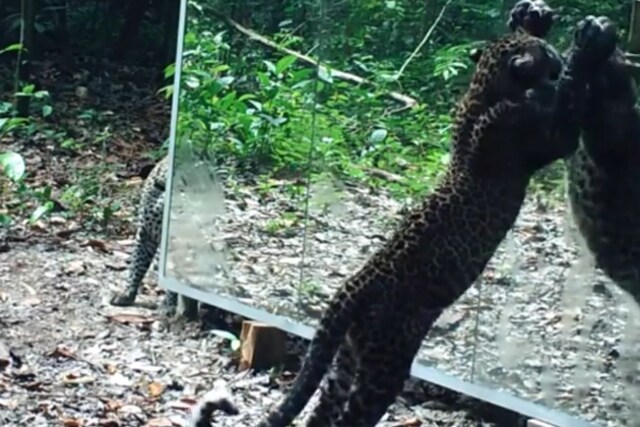 Animals looking at their reflections in mirrors for the first time is ...