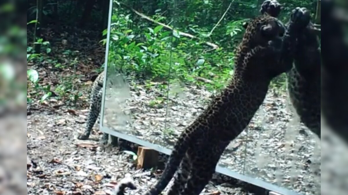 Animals looking at their reflections in mirrors for the first time is ...