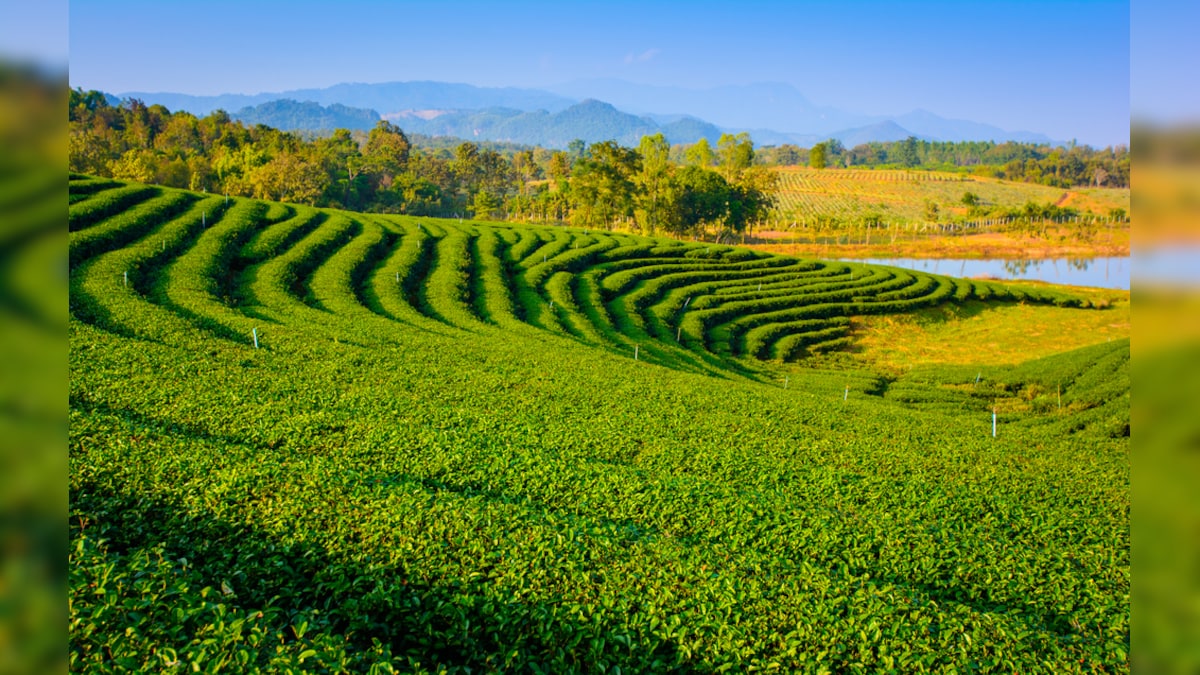 10 destinations that can help you explore Assam - News18