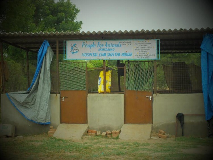 This little piece of Earth is India's first home for disabled dogs ...