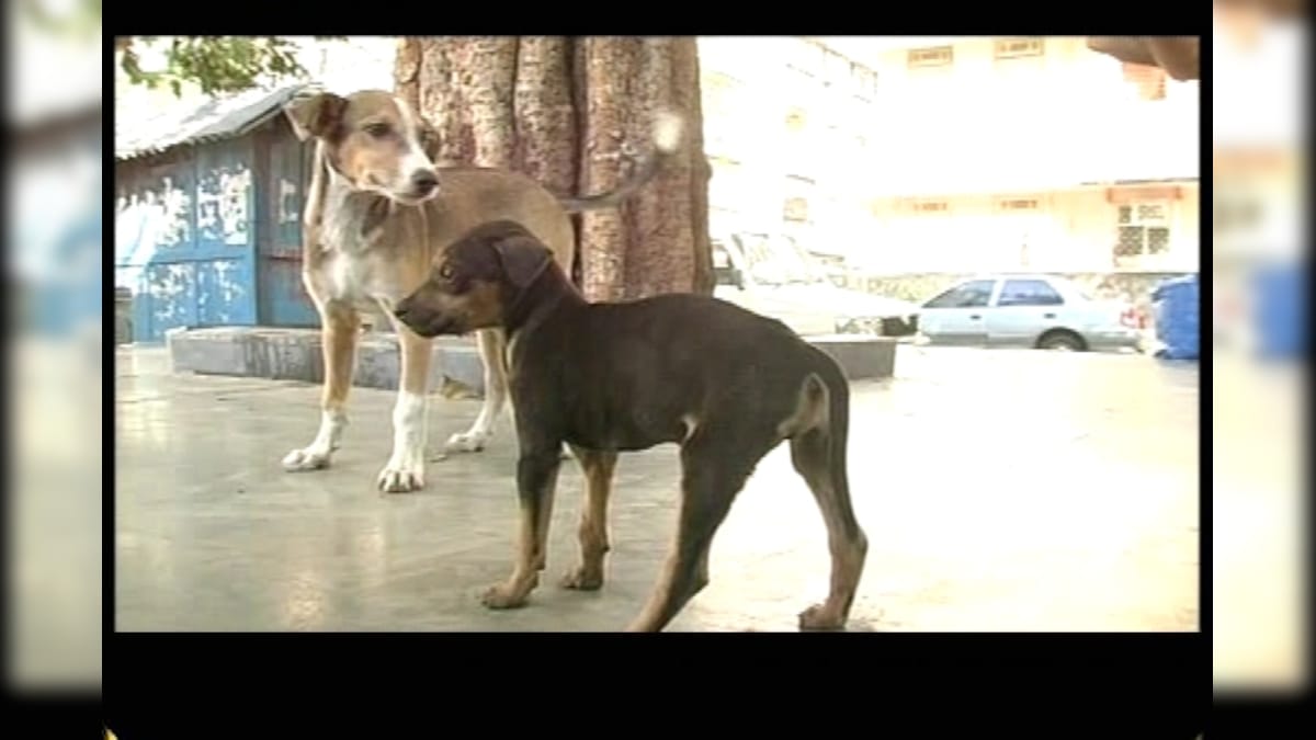 'Boycott Kerala Tourism' campaign over government's decision to cull ...