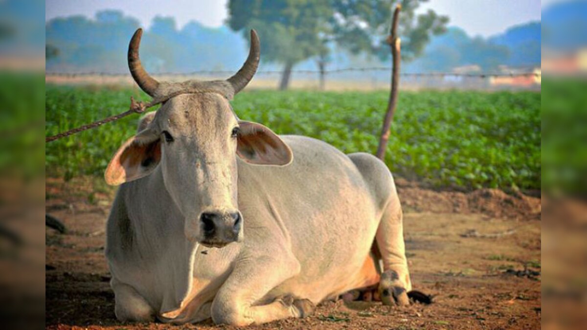 Cow becomes national animal of Nepal