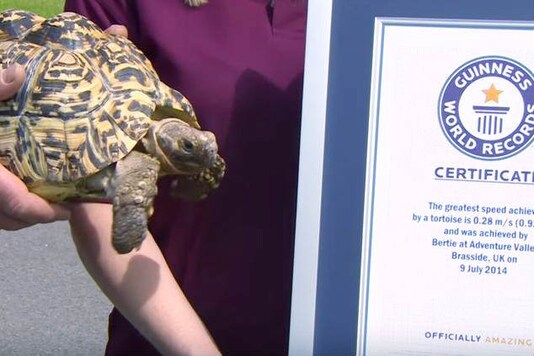 The 'Usain Bolt' of tortoises sets new Guinness record
