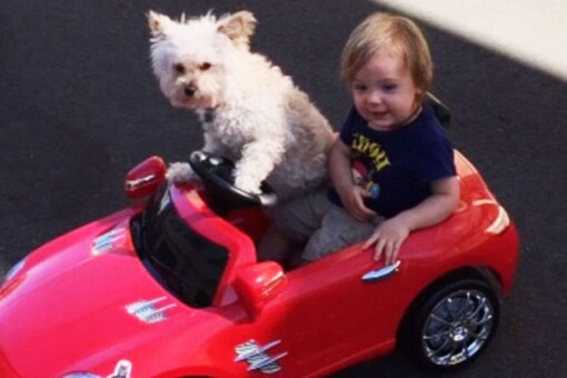 This video of a dog driving around a toddler in a toy car is the cutest ...