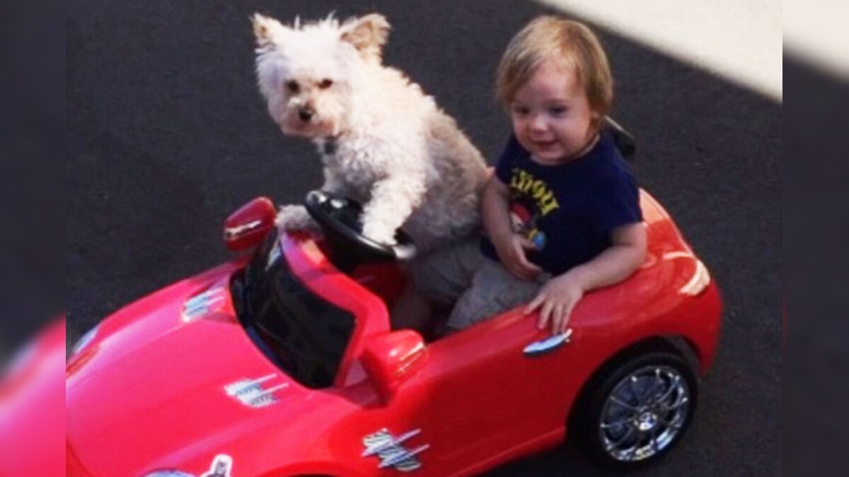 This video of a dog driving around a toddler in a toy car is the cutest ...